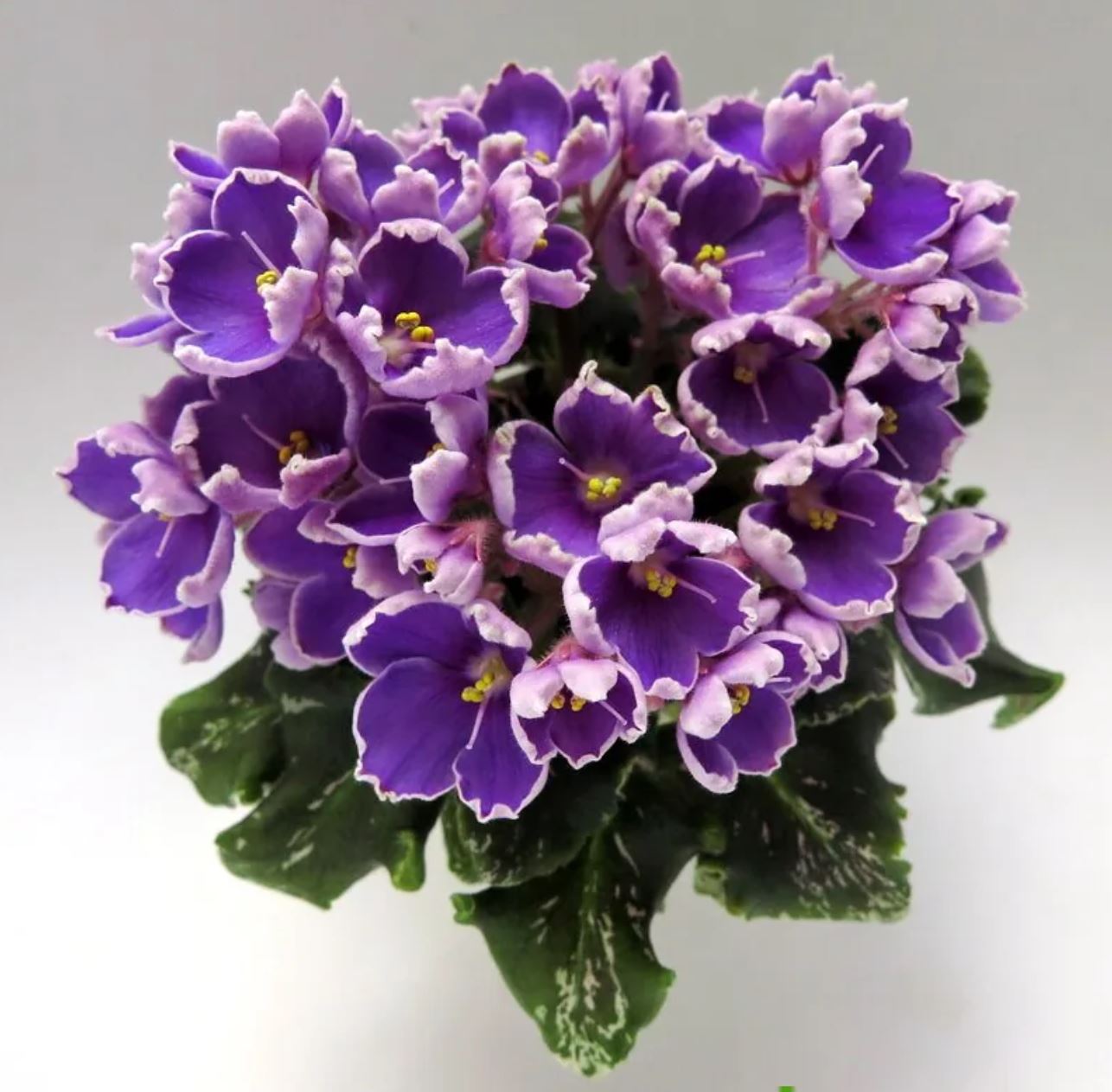 AB Control Shot – Everything Violets