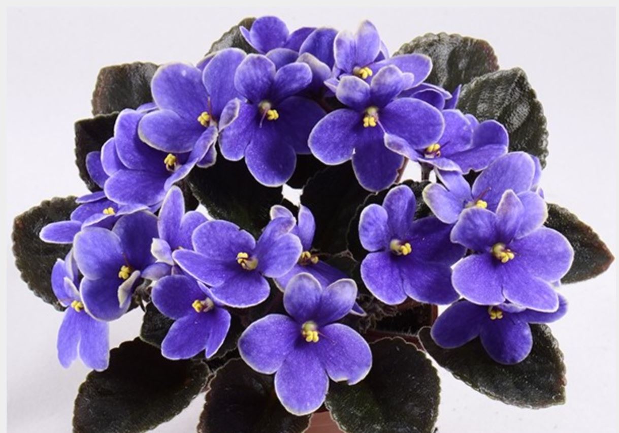 Optimara Little Azurite – Everything Violets