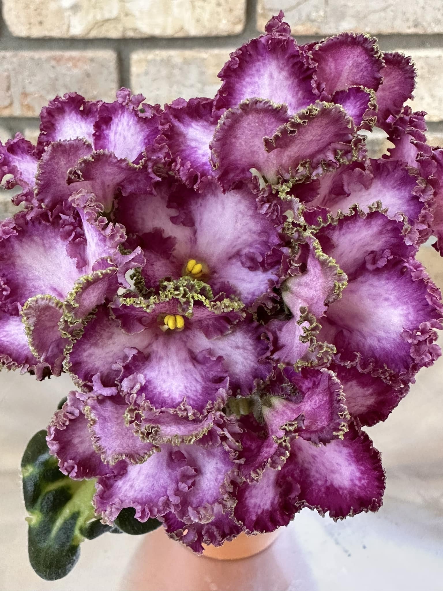 BR - Kupets (BR - Merchant) – Everything Violets