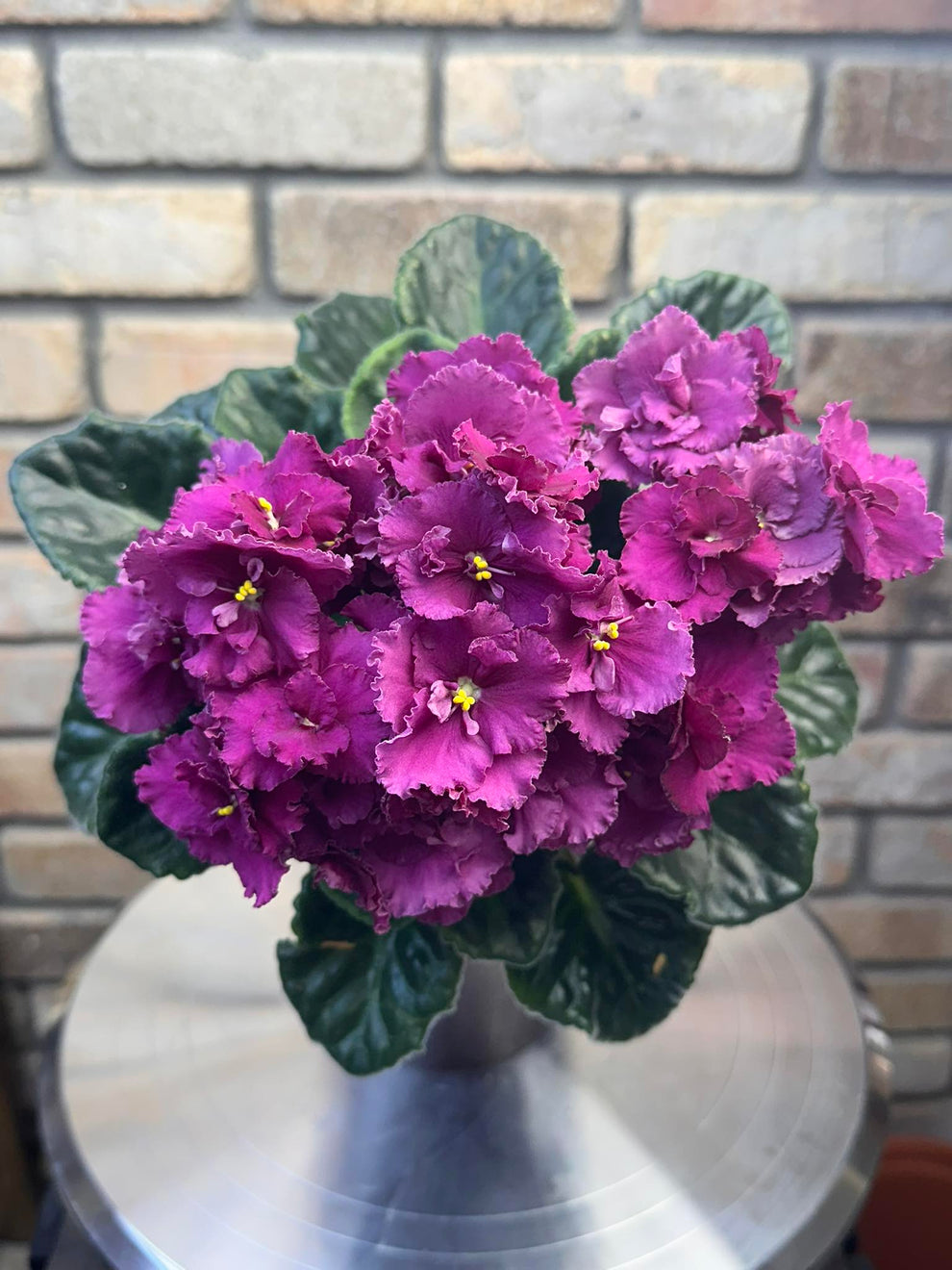 Optimara Colorado – Everything Violets