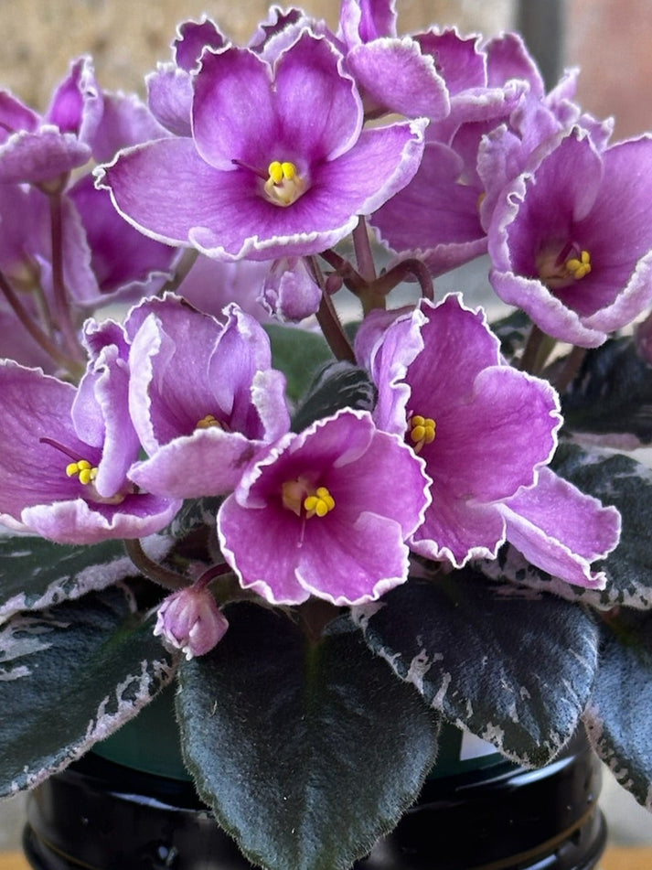 Ness' Pixie Grin – Everything Violets