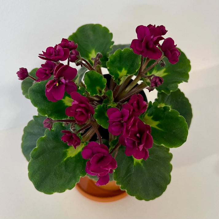 Jolly Ruby – Everything Violets