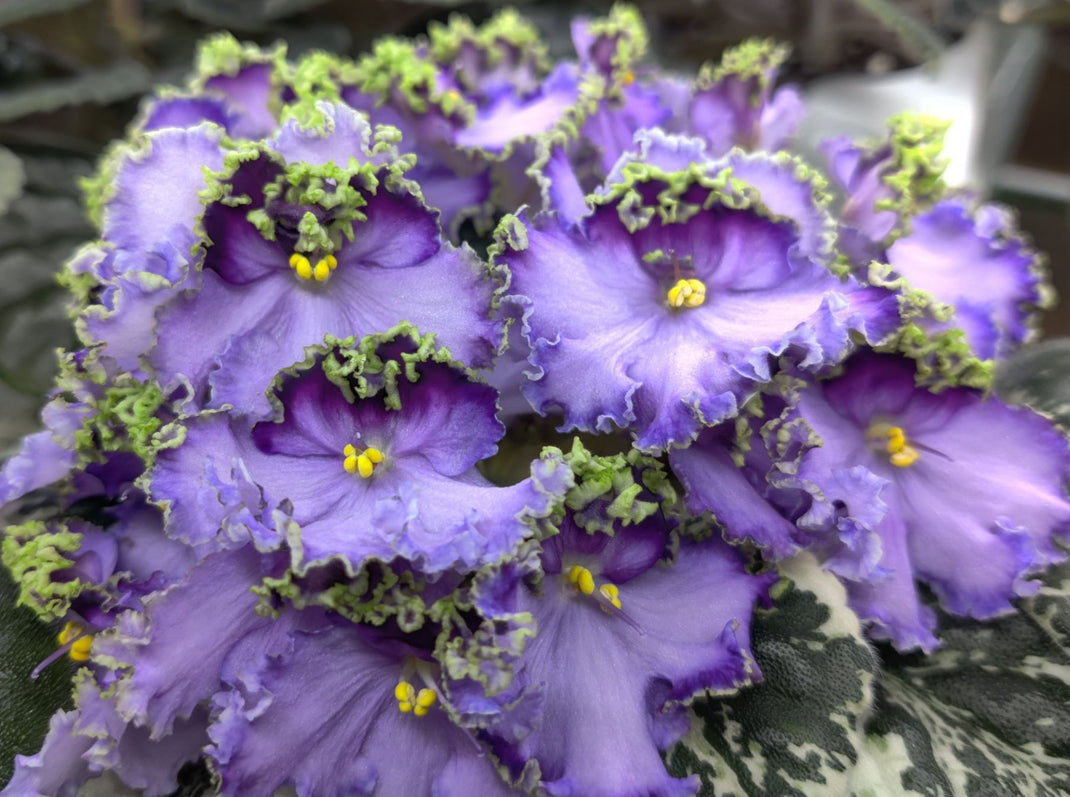 Everything Violets