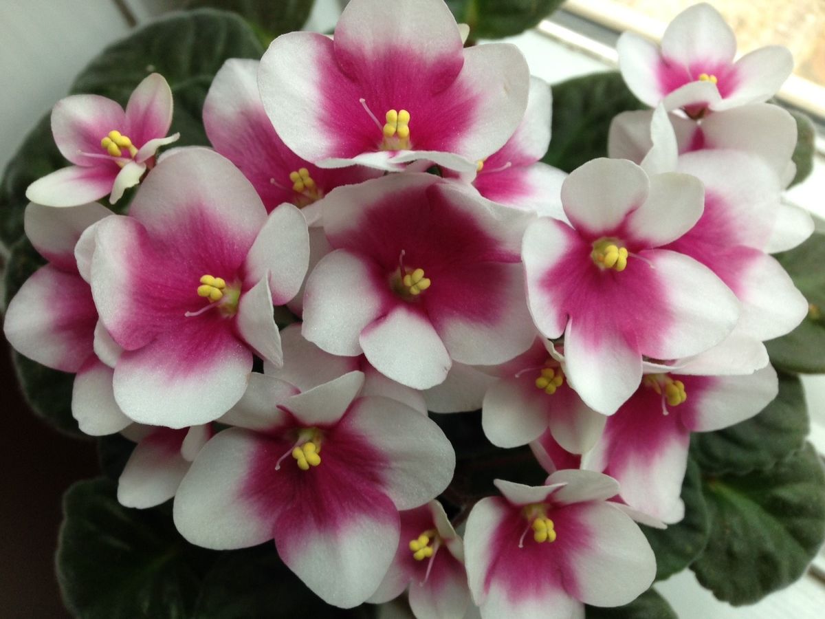 Optimara MyDesire – Everything Violets