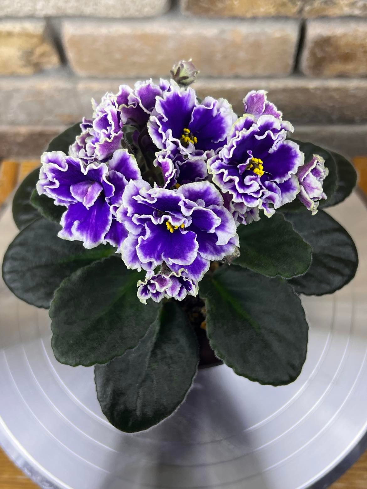 Regal Ruffles – Everything Violets