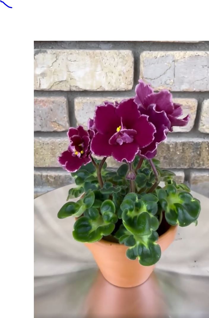 VaT - Super Mama – Everything Violets