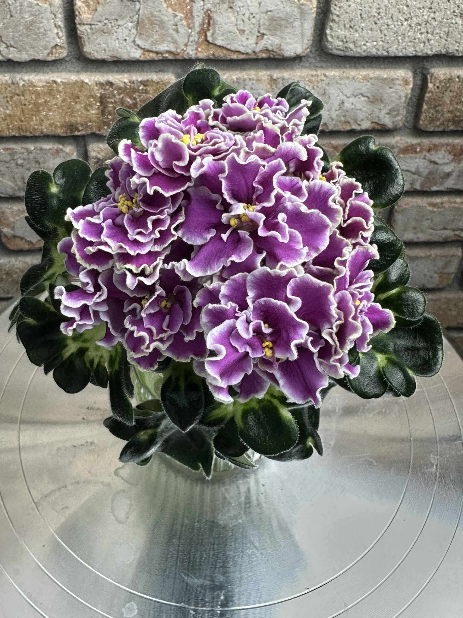 VaT - Volshebnyj Talisman (VaT - Magic Mascot) – Everything Violets
